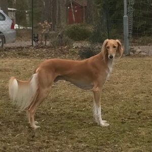 Top 10 Fastest Dog Breeds - ilovedogscute.com