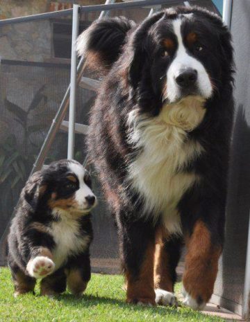 10 Amazing Pictures Of Mother Dogs And Puppies Can Make Your Heart Melt - ilovedogscute.com