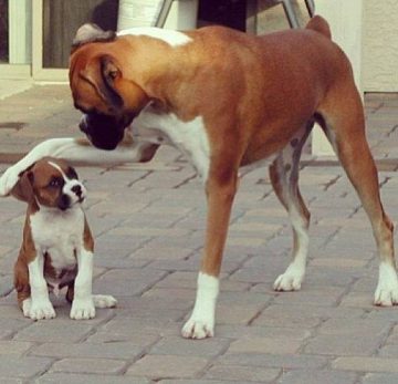 10 Amazing Pictures Of Mother Dogs And Puppies Can Make Your Heart Melt ...