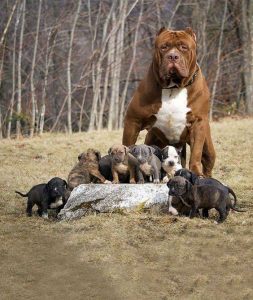 10 Amazing Pictures Of Mother Dogs And Puppies Can Make Your Heart Melt - ilovedogscute.com
