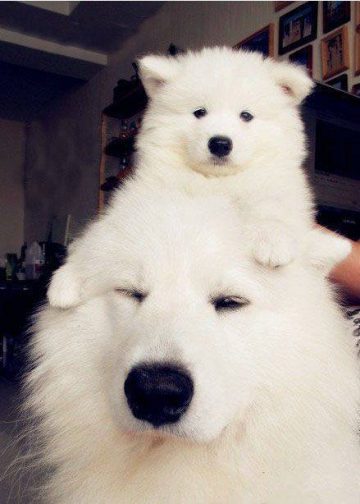 10 Amazing Pictures Of Mother Dogs And Puppies Can Make Your Heart Melt - ilovedogscute.com