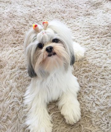 Top 10 Dog Breeds That Love To Sleep - ilovedogscute.com