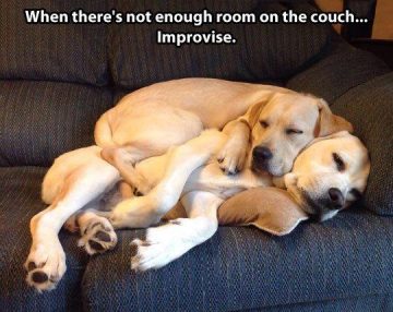 10 Pictures That Show Why We Love The Labrador Retriever ...