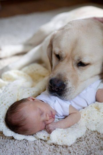 10 Pictures That Show Why We Love The Labrador Retriever ...