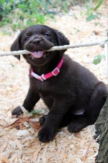 10 Pictures That Show Why We Love The Labrador Retriever ...