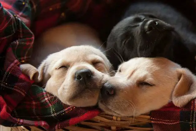 10 Pictures That Show Why We Love The Labrador Retriever ...