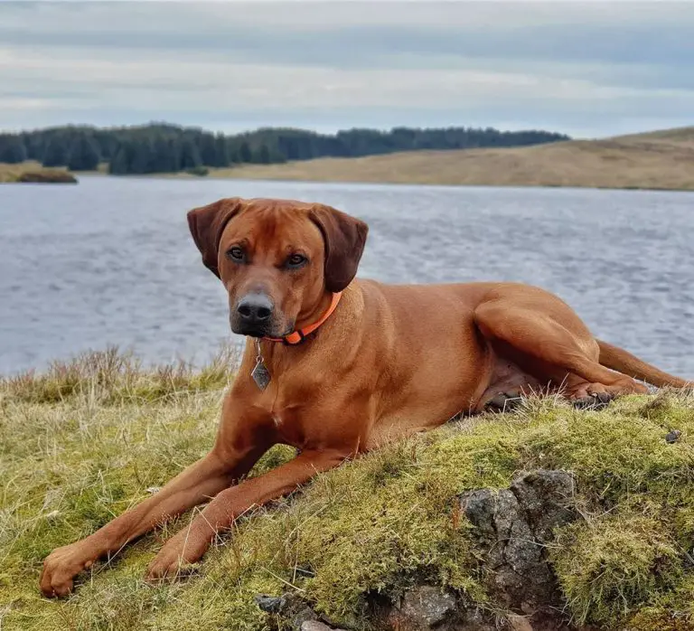 Top 10 Dog Breeds That Bark The Least - ilovedogscute.com