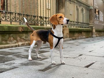 10 Best Dog Breeds for Extroverts - ilovedogscute.com