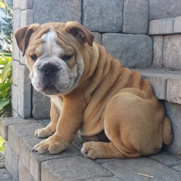10 Wrinkly Dog Breeds That Will Steal Your Heart - ilovedogscute.com