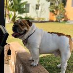 10 Best Dog Breeds for Extroverts - ilovedogscute.com