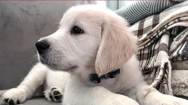 Top 10 Dog Breeds That Enjoy Cuddling The Most - ilovedogscute.com