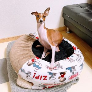 Top 10 Dog Breeds That Enjoy Cuddling The Most - ilovedogscute.com