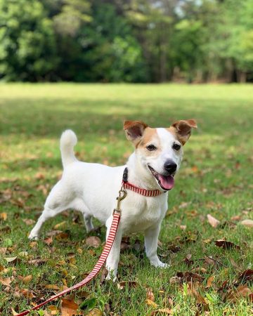 10 Best Dog Breeds for Extroverts - ilovedogscute.com