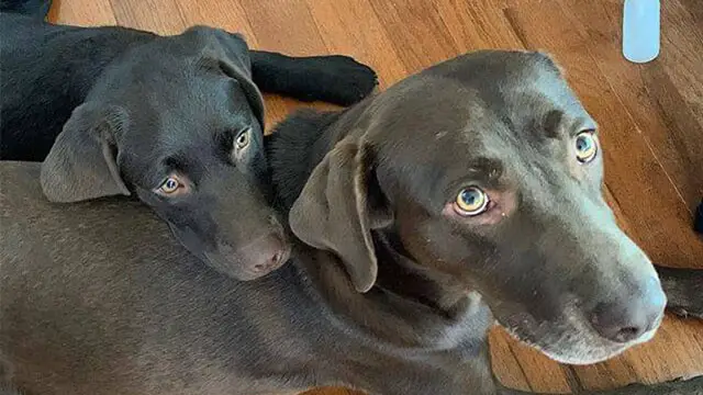 10 Best Dog Breeds for Extroverts - ilovedogscute.com