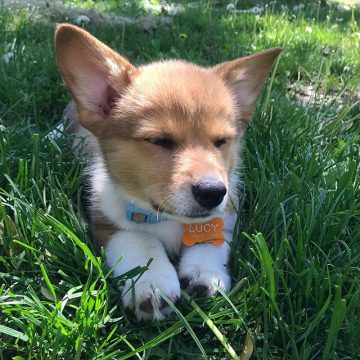 10 Best Dog Breeds for Extroverts - ilovedogscute.com