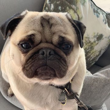 10 Wrinkly Dog Breeds That Will Steal Your Heart - ilovedogscute.com