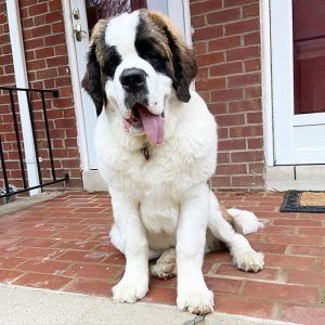 10 Best Dog Breeds for Extroverts - ilovedogscute.com