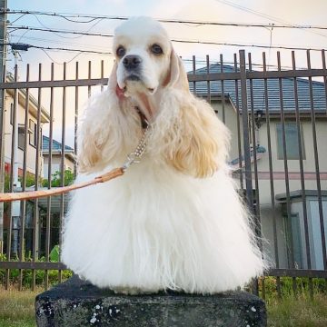 Top 10 Most Popular Sporting Dog Breeds - ilovedogscute.com