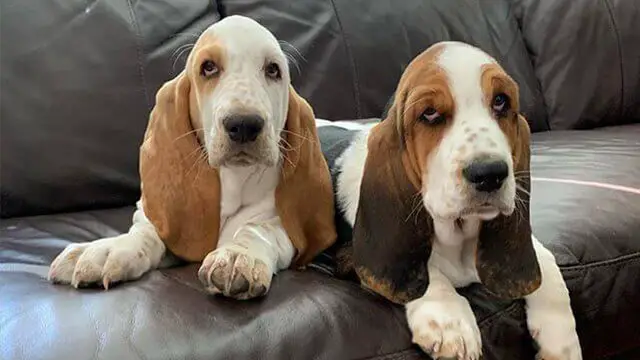 10 Popular Scenthound Dog Breeds That Hunt by Following The Scent ...