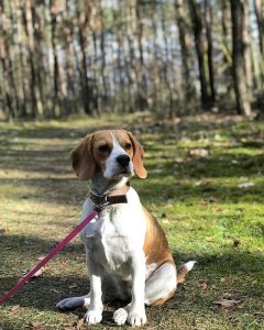 10 Popular Scenthound Dog Breeds That Hunt by Following The Scent ...