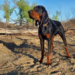 10 Popular Scenthound Dog Breeds That Hunt by Following The Scent ...