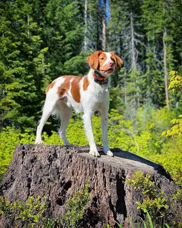 Top 10 Most Popular Sporting Dog Breeds - ilovedogscute.com