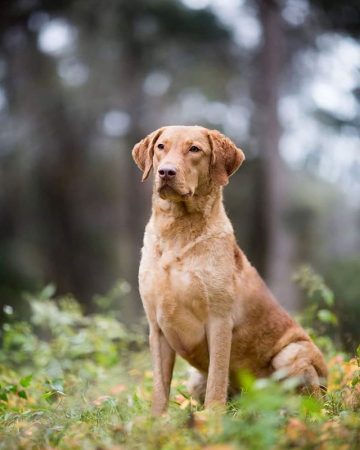 Learn About Types of Retrievers And Other Dogs With Retrieving Skill ...