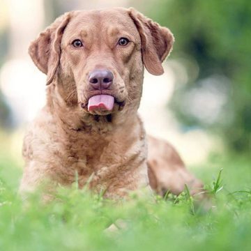 Top 10 Most Popular Sporting Dog Breeds - ilovedogscute.com