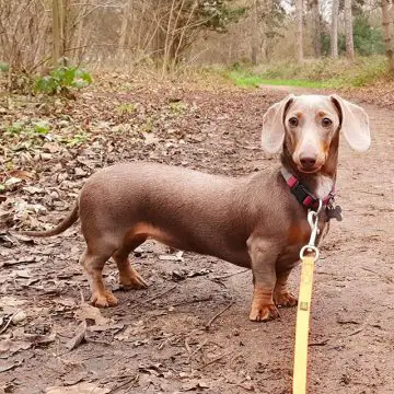 10 Popular Scenthound Dog Breeds That Hunt by Following The Scent ...