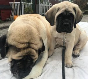 Top 10 Most Popular Working Dog Breeds - ilovedogscute.com