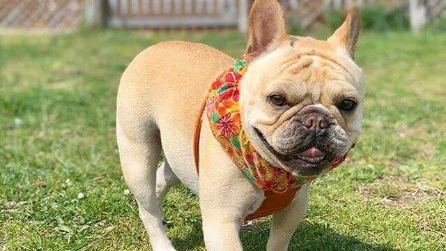 Top 10 Most Popular Non-Sporting Dog Breeds - ilovedogscute.com