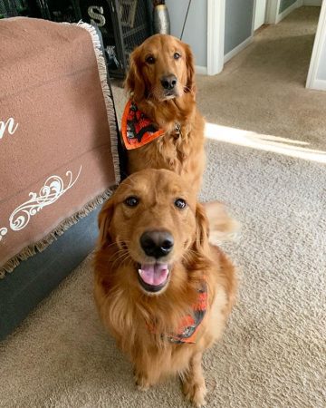 Top 10 Most Popular Sporting Dog Breeds - ilovedogscute.com