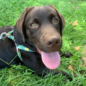 Top 10 Most Popular Sporting Dog Breeds - ilovedogscute.com