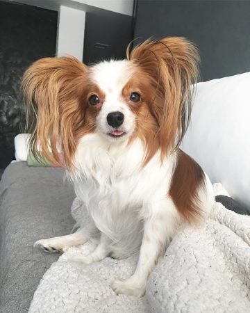 Top 10 Most Trainable Dog Breeds - ilovedogscute.com