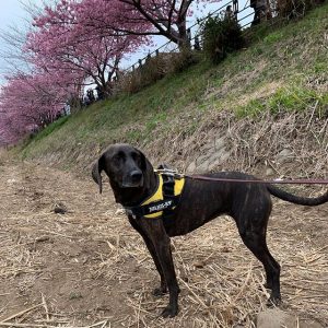 10 Popular Scenthound Dog Breeds That Hunt by Following The Scent ...