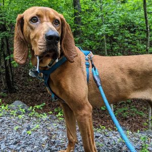 10 Popular Scenthound Dog Breeds That Hunt by Following The Scent ...