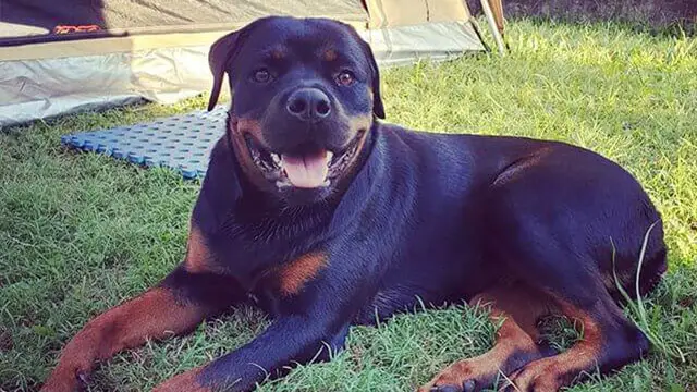 Top 10 Most Popular Working Dog Breeds - ilovedogscute.com