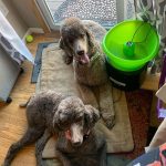 Top 10 Most Popular Non-Sporting Dog Breeds - ilovedogscute.com