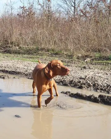 Top 10 Most Popular Sporting Dog Breeds - ilovedogscute.com