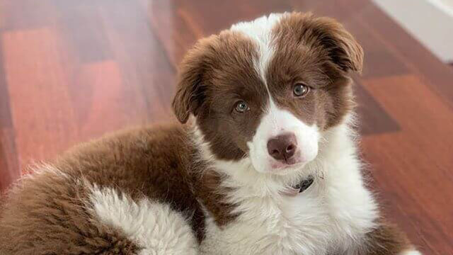 The 10 Best Farm Dog Breeds for Living in the Country - ilovedogscute.com