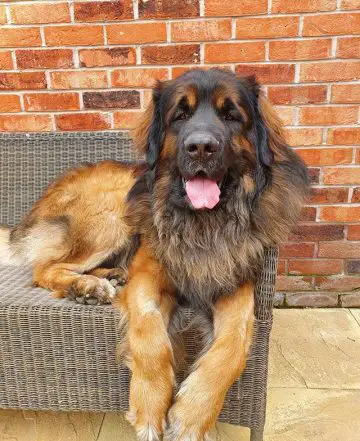 The 10 Big Fluffy Dog Breeds That Perfect For Cuddling - ilovedogscute.com