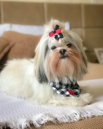 10 Small Dog Breeds That Make Great Watchdogs - ilovedogscute.com