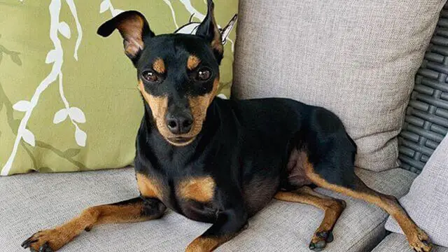 10 Small Dog Breeds That Make Great Watchdogs - ilovedogscute.com