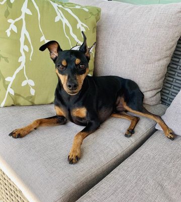 10 Small Dog Breeds That Make Great Watchdogs - ilovedogscute.com