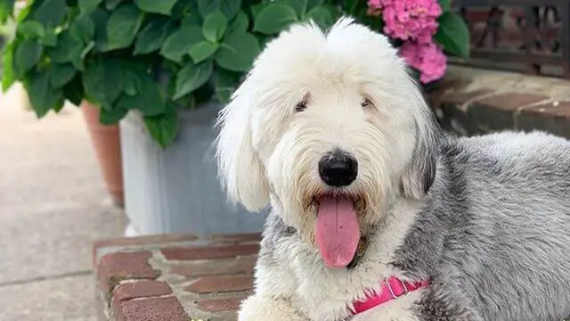 The 10 Big Fluffy Dog Breeds That Perfect For Cuddling - ilovedogscute.com