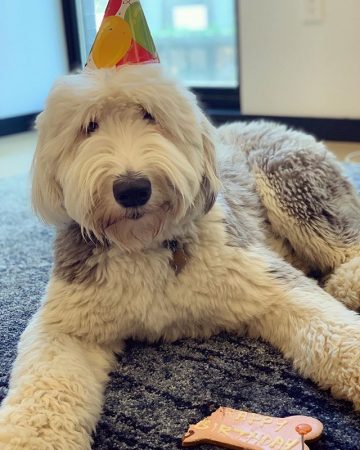 The 10 Best Farm Dog Breeds for Living in the Country - ilovedogscute.com