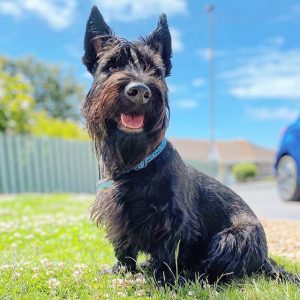 10 Small Dog Breeds That Make Great Watchdogs - ilovedogscute.com