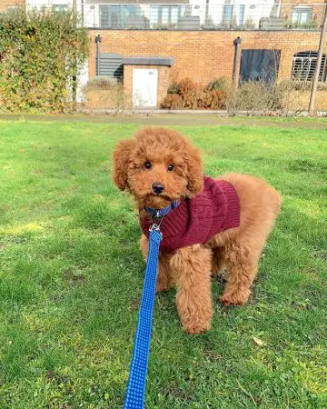 10 Small Dog Breeds That Make Great Watchdogs - ilovedogscute.com