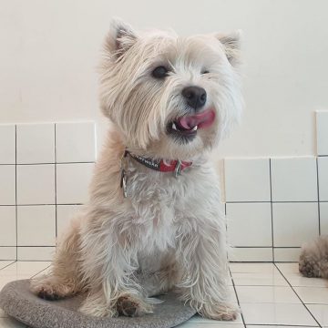 10 Small Dog Breeds That Make Great Watchdogs - ilovedogscute.com