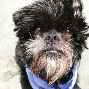 10 Dog Breeds with Beards - ilovedogscute.com